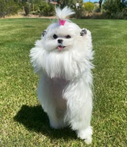 REVEALED! 32 Of The Most Trainable Dogs For First Time Pet Parents ...