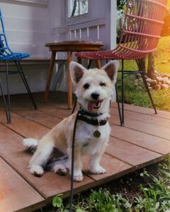 52 Extremely Adorable Corgi Mixes That Will Make You Go Awww - The ...