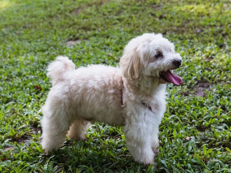 Maltese Shih Tzu: A Complete Guide To This Adorable Mix Breed - The ...