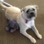 49 Pug Mixes That You Never Know Existed - The Goody Pet