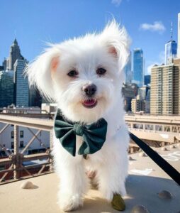 36 Pomeranian Mixes That You Would Find Adorable - The Goody Pet
