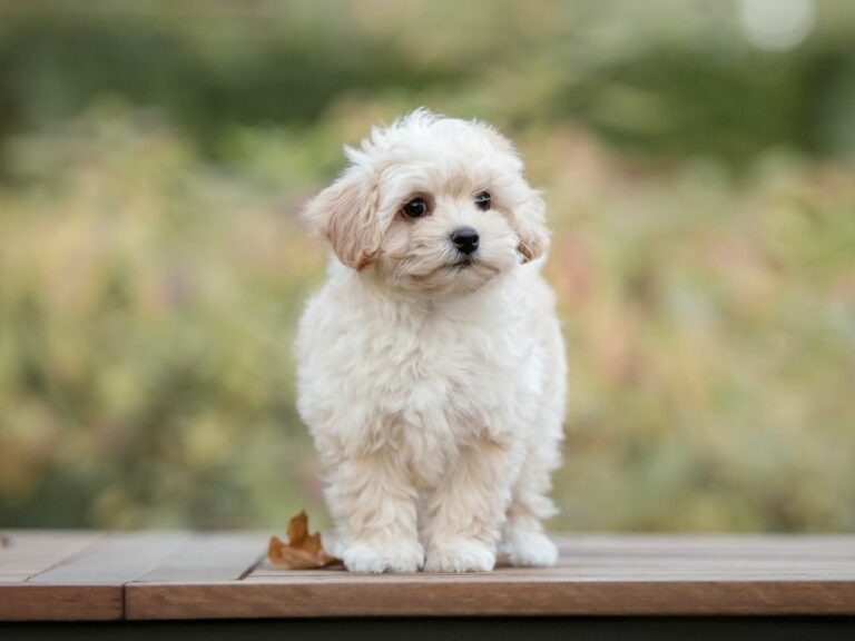 Maltipoo: A Complete Guide To This Adorable Maltese Poodle Mix - The ...