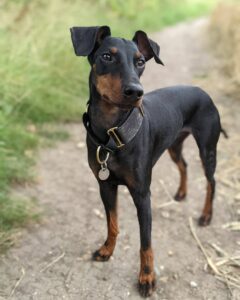 REVEALED! 34 Healthiest Dog Breeds That Live Long Lives - The Goody Pet