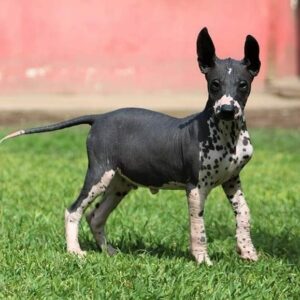 21 Fascinating Chinese Dog Breeds: Surprising Origins - The Goody Pet