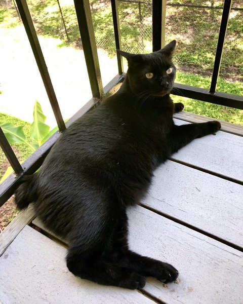 12 Fluffy Cats That Are So Soft, You'll Never Want To Stop Petting Them ...