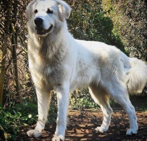 17 Most Popular Italian Dog Breeds - Recognize Them All? - The Goody Pet