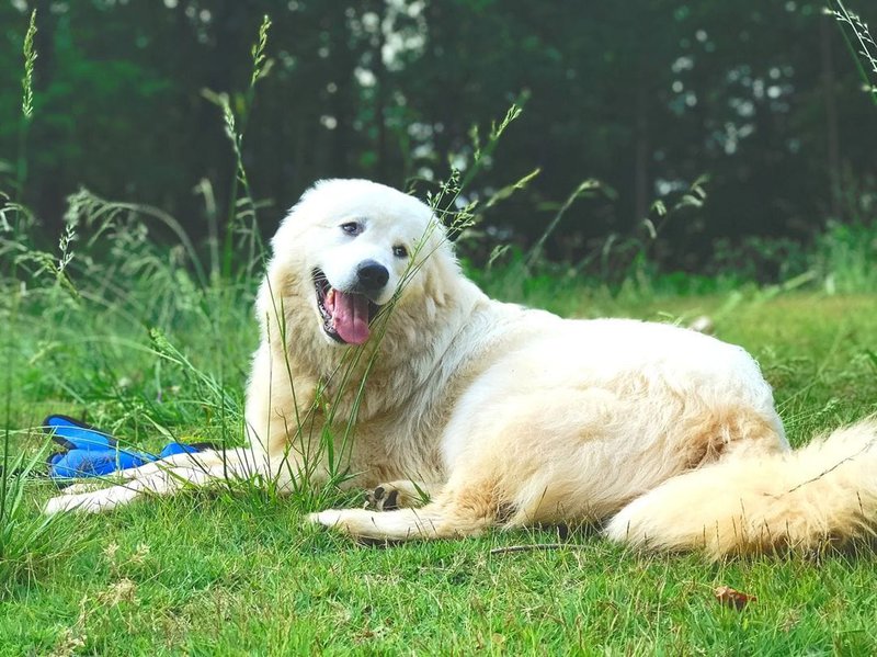 21 Sheepdog Breeds That Love Herding Sheep - The Goody Pet