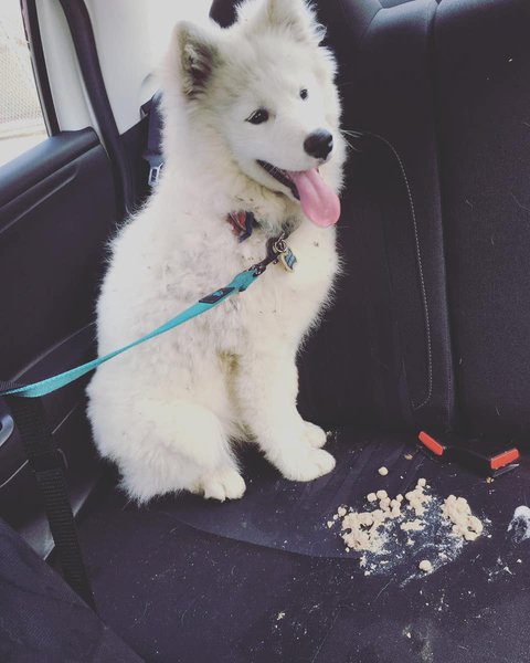 Puppy Vomiting - Possible Causes And Treatment - The Goody Pet