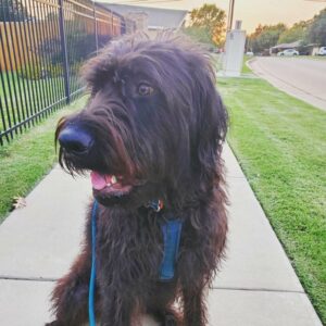 62 Poodle Mixes That You Cannot Remember Them All - The Goody Pet