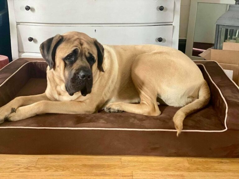 26 Brindle Dog Breeds That You Never Know Existed - The Goody Pet