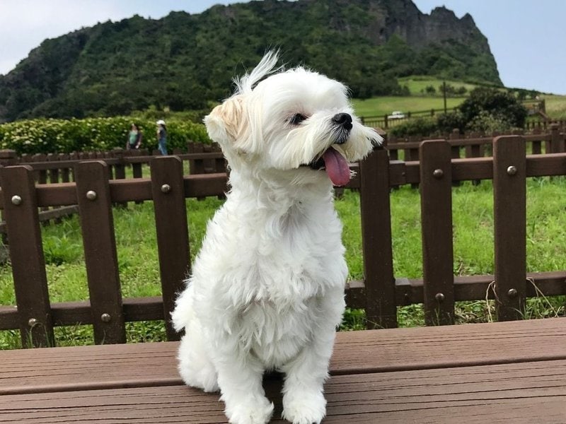 What Small Dog Has The Best Temperament