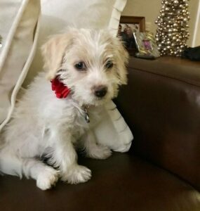 43 Adorable Dachshund Mixes That You Never Knew Existed - The Goody Pet