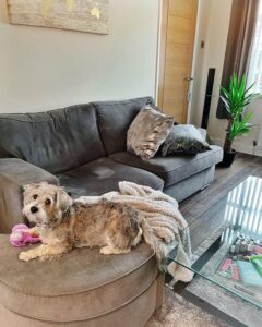 28 Schnauzer Mixes That You Never Know Existed - The Goody Pet