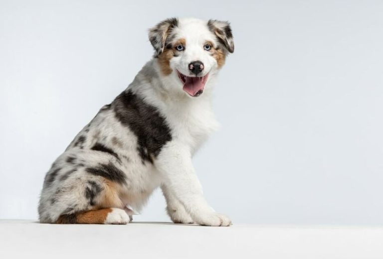 Cute Dog Breeds Medium