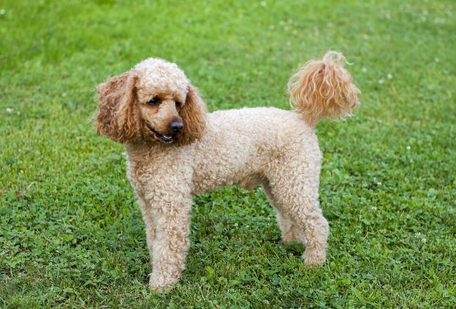 Medium Poodle - Your Complete Breed Guide To The Moyen Poodle - The ...