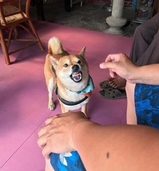 Sudden Aggression In Dogs - Reasons & How To Stop It - The Goody Pet