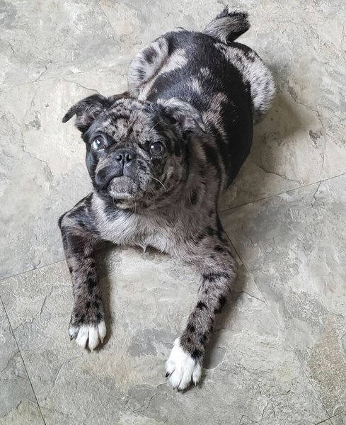 16 Fascinating Colors And Patterns Of A Pug - The Goody Pet