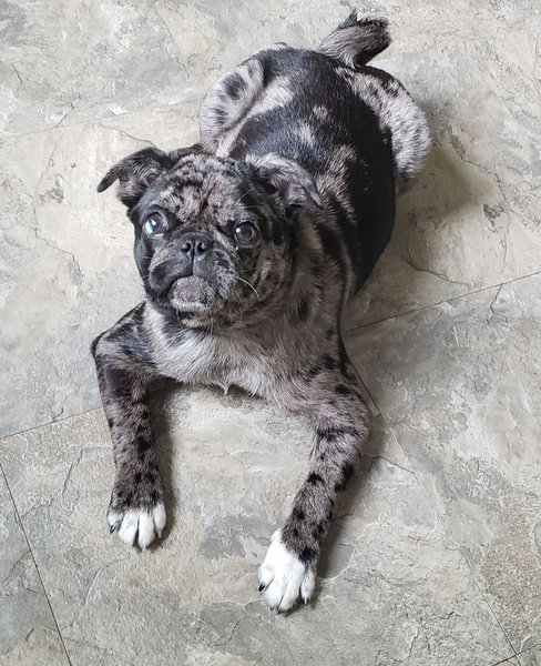 16 Fascinating Colors And Patterns Of A Pug - The Goody Pet