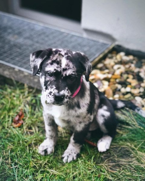 13 Astounding Colors And Patterns Of A Labrador Retriever - The Goody Pet
