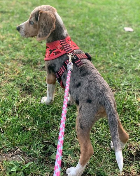 21 Delightful Colors And Patterns Of A Beagle - The Goody Pet