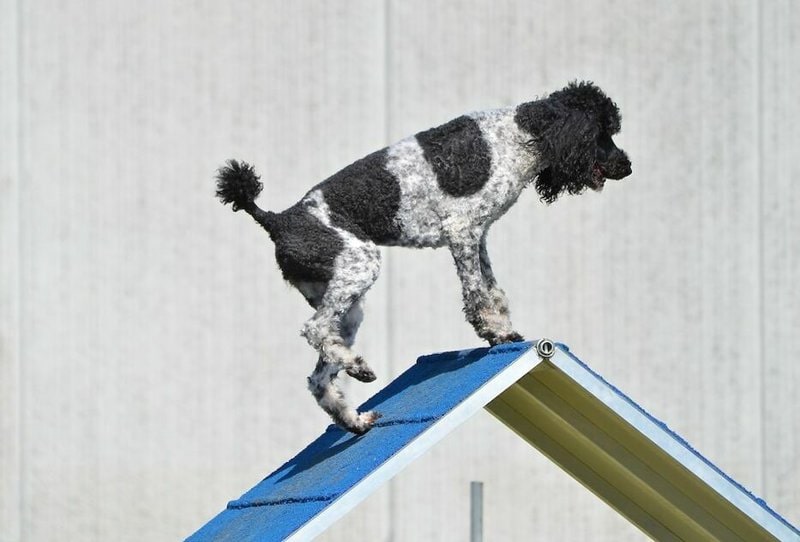 Merle Poodle - Your Complete Breed Guide - The Goody Pet