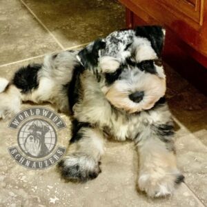 15 Fascinating Colors And Patterns Of A Schnauzer - The Goody Pet