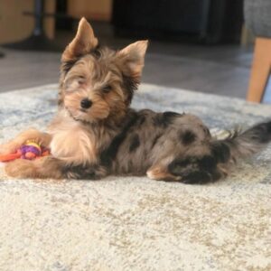 16 Extravagant Colors And Patterns Of A Yorkie - The Goody Pet