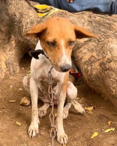 What Countries Eat Dogs? 17 Places Around The World Where You Can Have ...