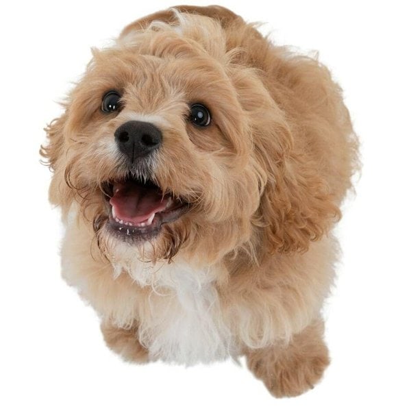 Micro Goldendoodle - Your Complete Breed Guide - The Goody Pet