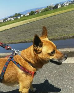 21 Native Japanese (いぬ) Dog Breeds + Pictures - The Goody Pet