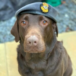 213 Military Dog Names For Those Who Go By The Book - The Goody Pet