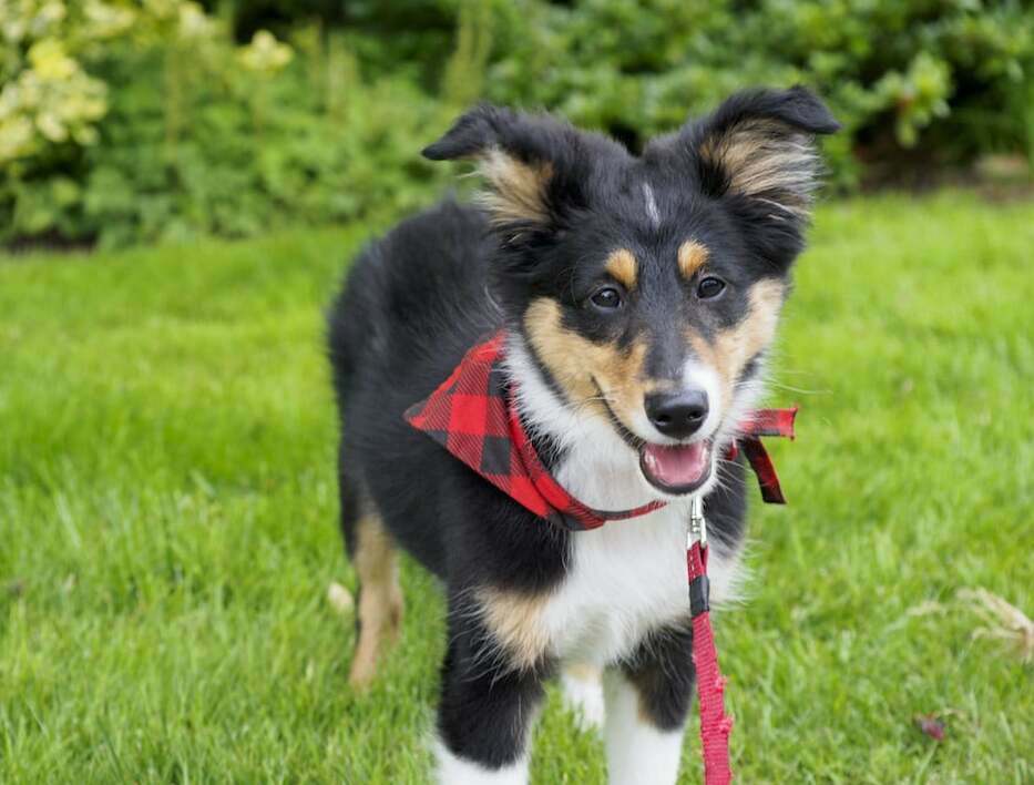 Mini Border Collie - Your Complete Breed Guide - The Goody Pet