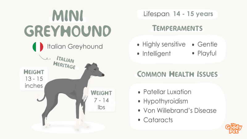 Are Greyhounds Hard To Train