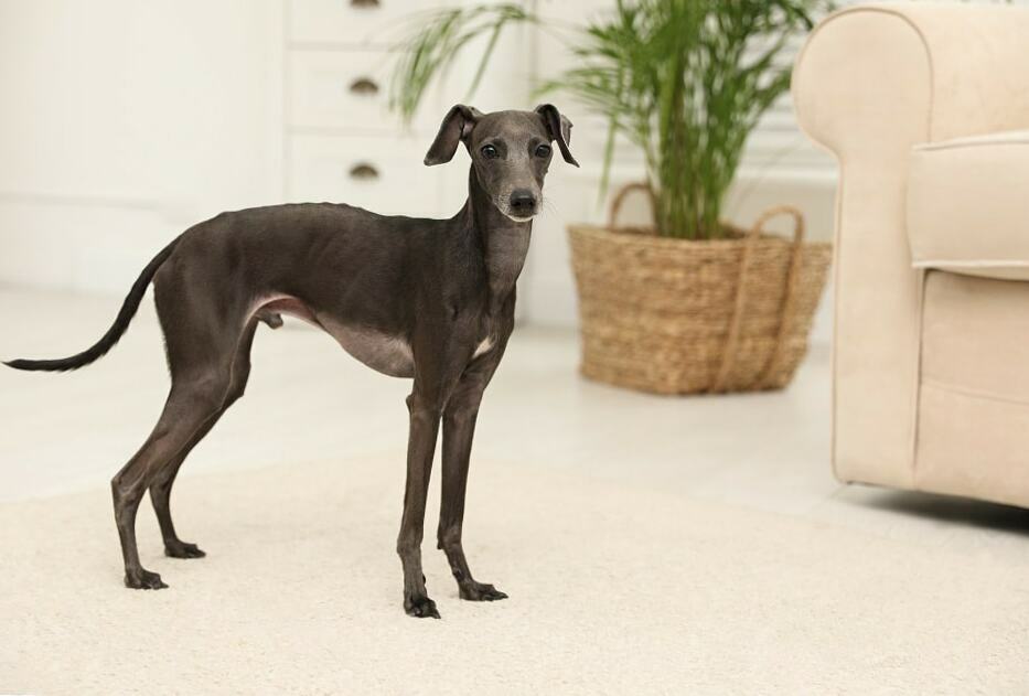 Are Italian Greyhound Noisy