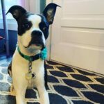 22 Adorable Boxer Mixes That You Never Know Existed - The Goody Pet