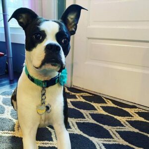 22 Adorable Boxer Mixes That You Never Know Existed - The Goody Pet