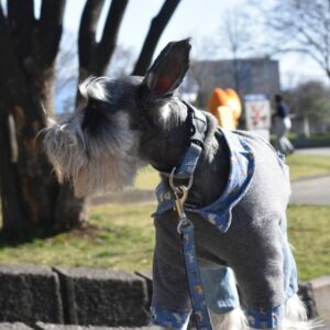 16 Dog Breeds Born Without Tails - The Goody Pet