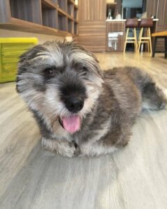 52 Extremely Adorable Corgi Mixes That Will Make You Go Awww - The ...