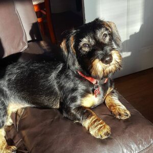 43 Adorable Dachshund Mixes That You Never Knew Existed - The Goody Pet