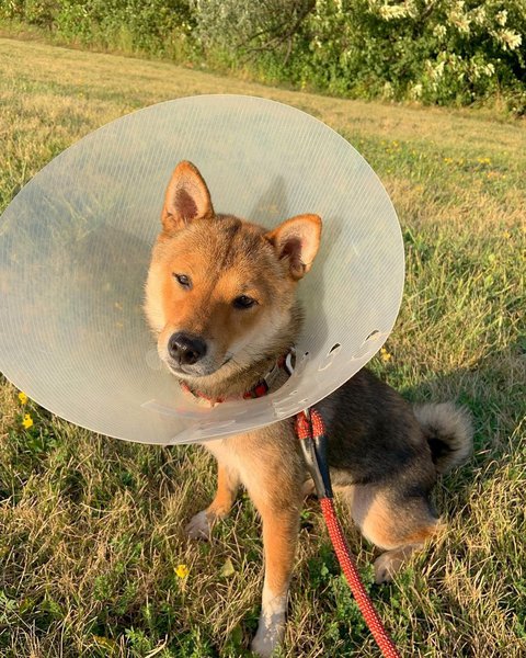 Sesame Shiba Inu - Your Complete Breed Guide - The Goody Pet