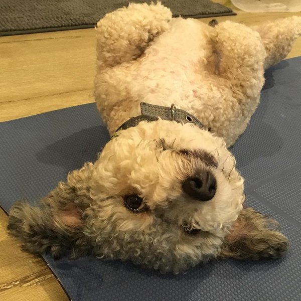 Terrier Poodle Mix - Your Complete Breed Guide To The Terripoo - The ...