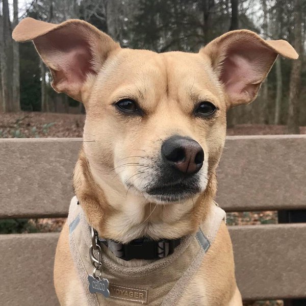 Beagle Chihuahua Mix - Your Complete Breed Guide To The Cheagle - The ...