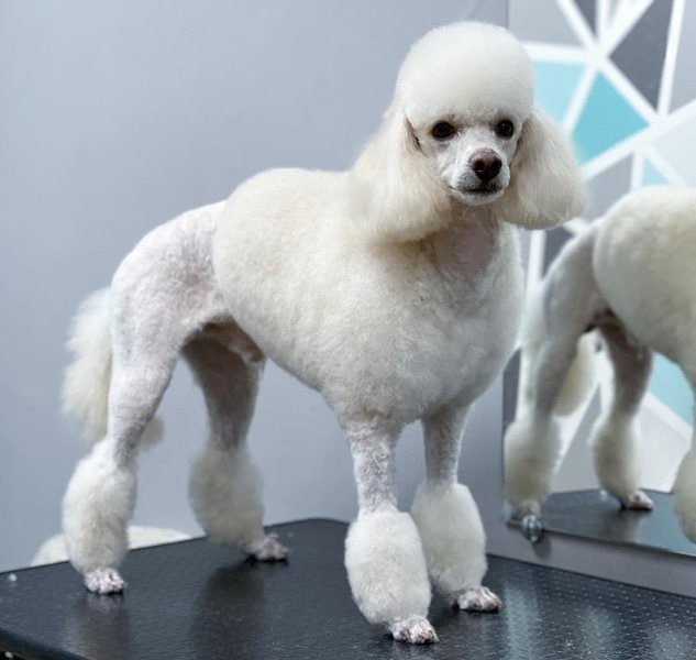 31 Poodle Hairstyles: List Of Clips And Cuts - The Goody Pet