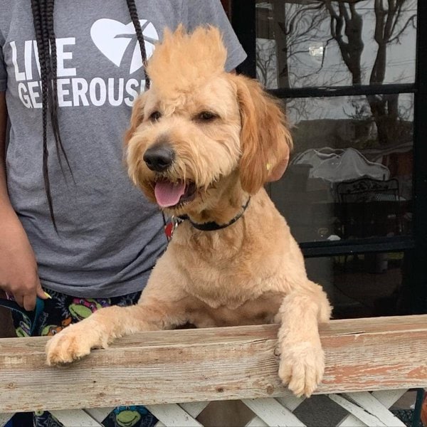 21 Goldendoodle Haircuts That May Surprise You And Your Goldendoodle ...