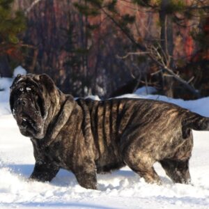 39 Mastiff Breeds That Have A Towering And Commanding Presence - The ...