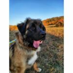 REVEALED! 26 Exotic Native Russian Dog Breeds - The Goody Pet