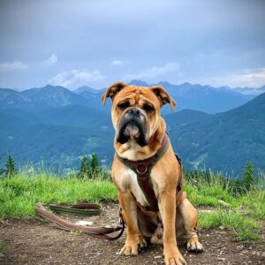 36 American Bulldog Mixes That You May Not Have Guessed It Right The ...