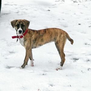 26 Brindle Dog Breeds That You Never Know Existed - The Goody Pet