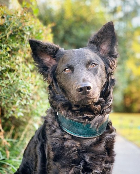 51 Herding Dog Breeds That Love Corralling Livestock - The Goody Pet