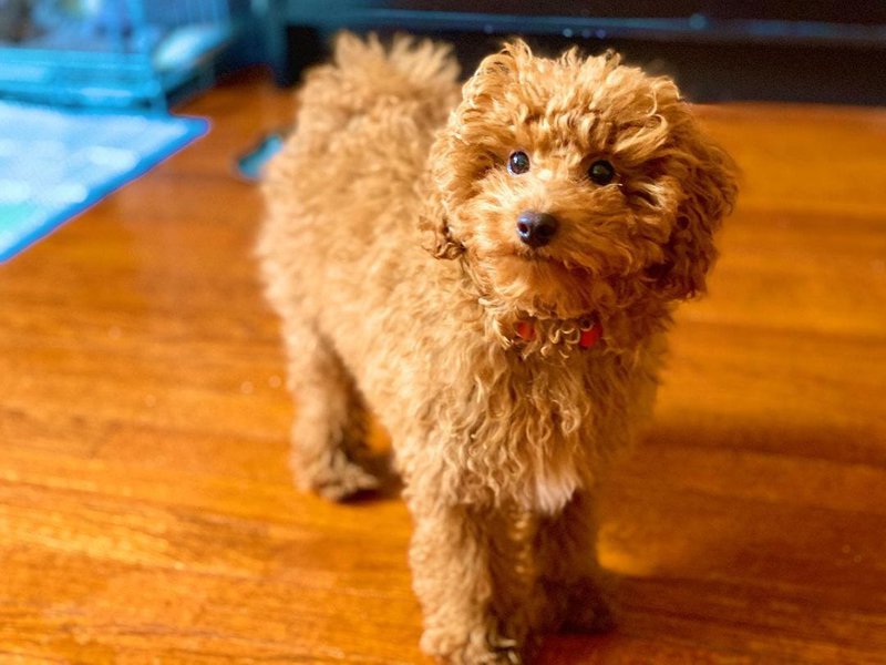 Miniature Poodle - Your Complete Breed Guide - The Goody Pet